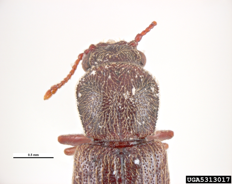 southern lyctus beetle (Lyctus carbonarius Waltl, 1832)