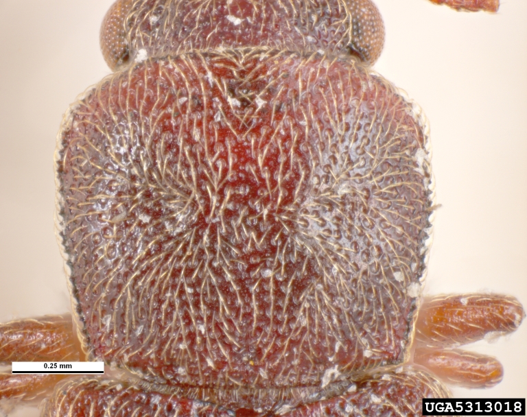 southern lyctus beetle (Lyctus carbonarius)