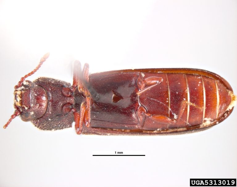 southern lyctus beetle (Lyctus carbonarius)