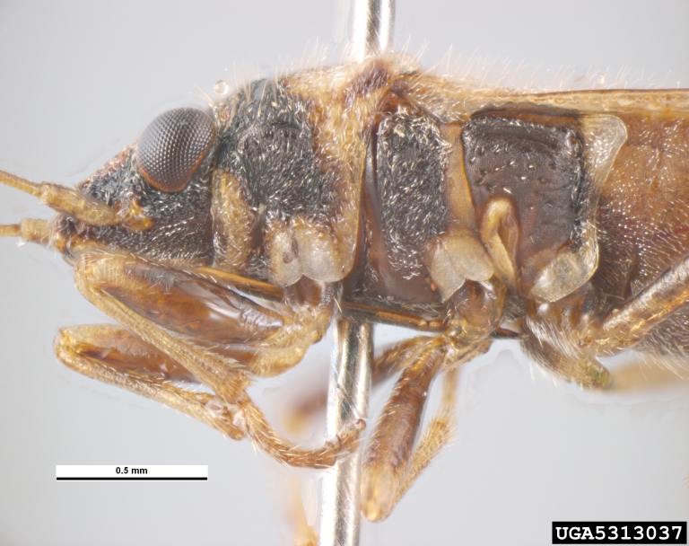 wheat bug (Nysius huttoni)