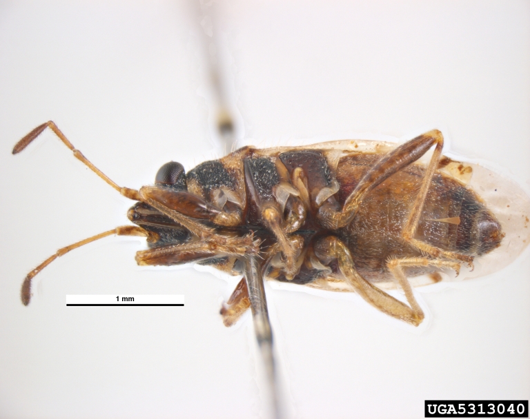 wheat bug (Nysius huttoni)