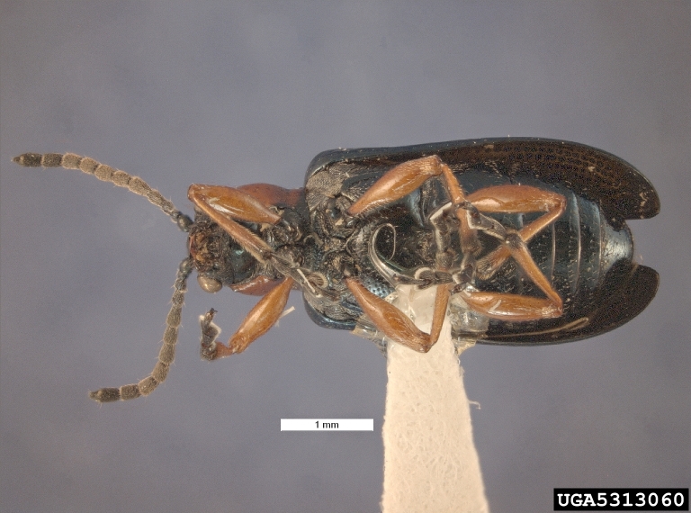 cereal leaf beetle (Oulema melanopus)