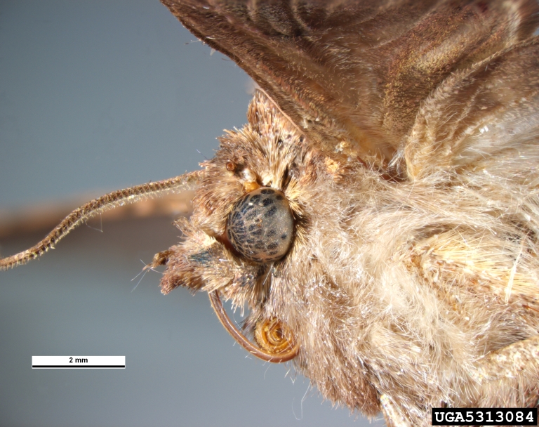 variegated cutworm (Peridroma saucia (Hubner))
