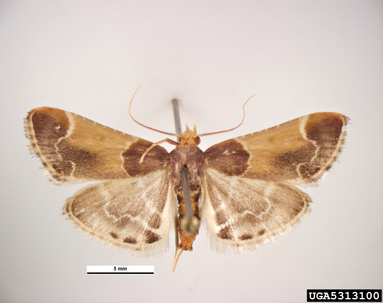 meal moth (Pyralis farinalis (Linnaeus, 1758))