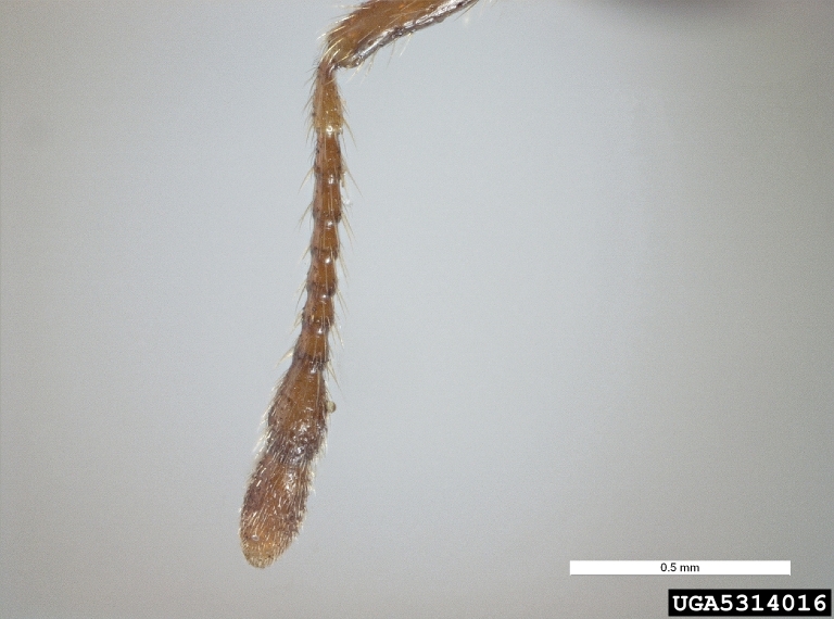 fire ant (Solenopsis geminata (Fabricius))