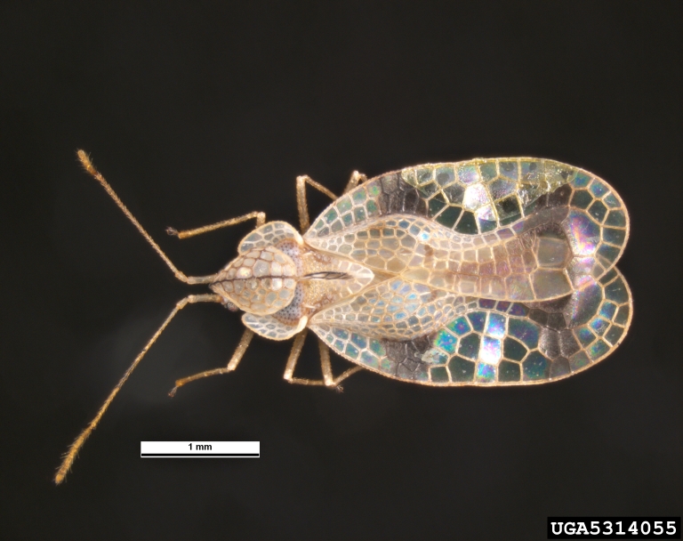 azalea lace bug (Stephanitis pyrioides)