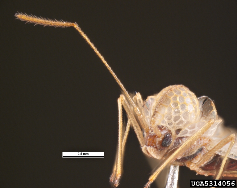 azalea lace bug (Stephanitis pyrioides (Scott))