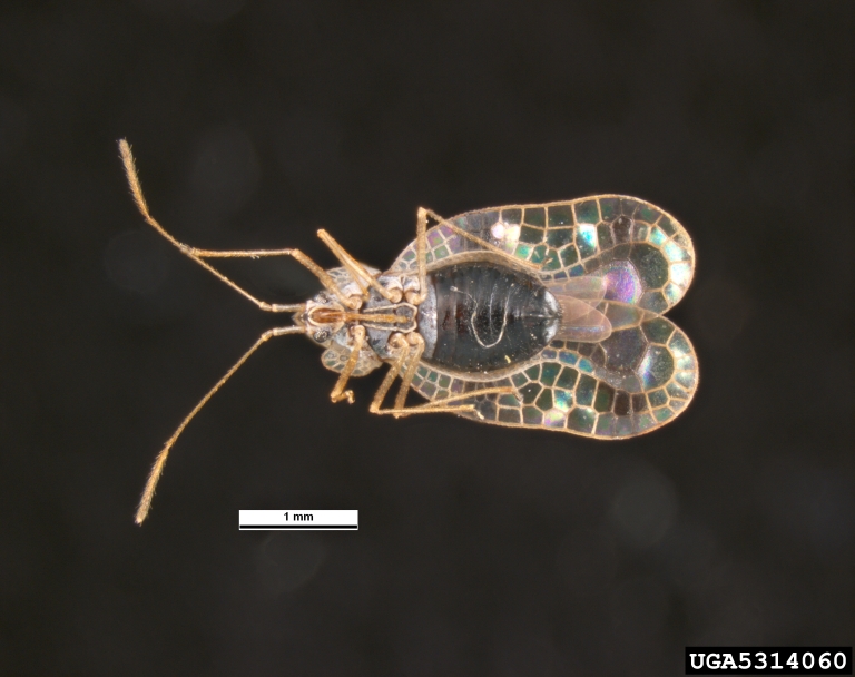 azalea lace bug (Stephanitis pyrioides)