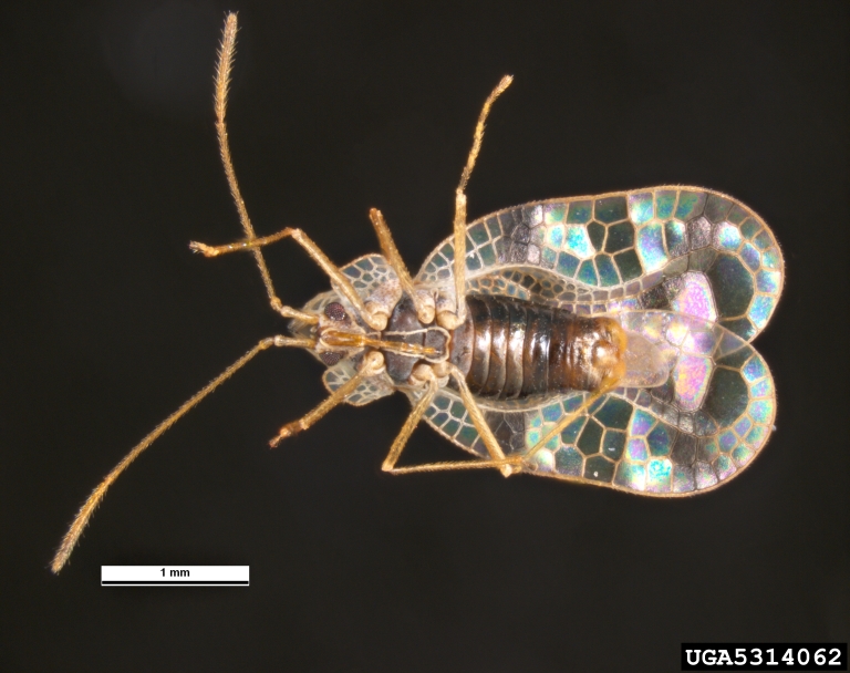 azalea lace bug (Stephanitis pyrioides)