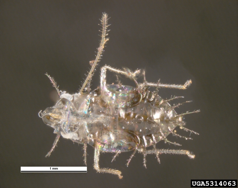 azalea lace bug (Stephanitis pyrioides)