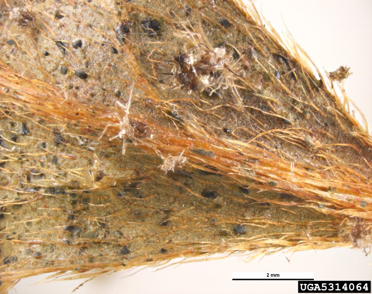 azalea lace bug, Stephanitis pyrioides (Hemiptera: Tingidae) - 5314064