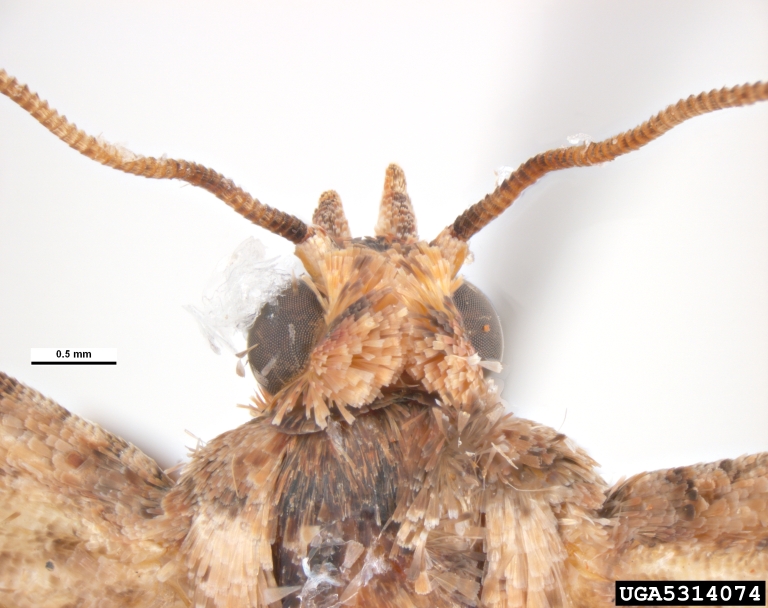 false codling moth (Thaumatotibia leucotreta (Meyrick))