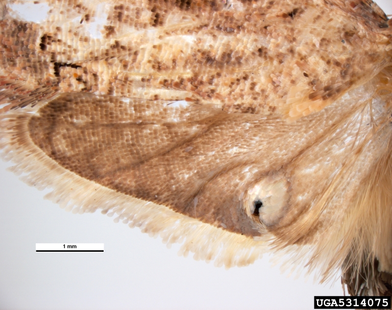 false codling moth (Thaumatotibia leucotreta)
