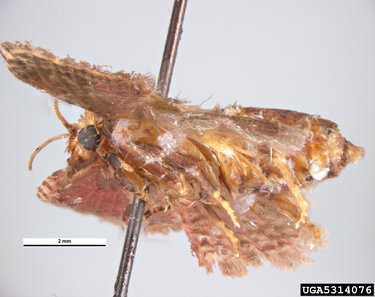 false codling moth (Thaumatotibia leucotreta)