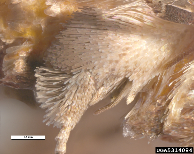 false codling moth (Thaumatotibia leucotreta)