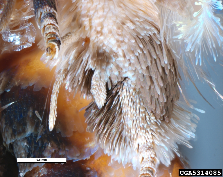 false codling moth (Thaumatotibia leucotreta (Meyrick))