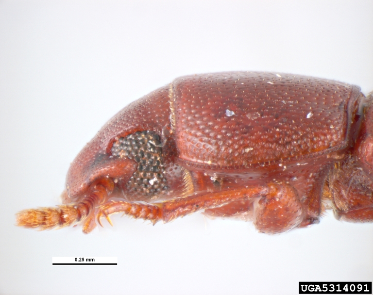 red flour beetle (Tribolium castaneum (Herbst, 1797))