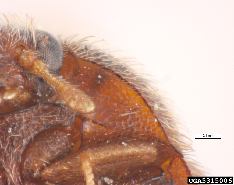 khapra beetle (Trogoderma granarium)