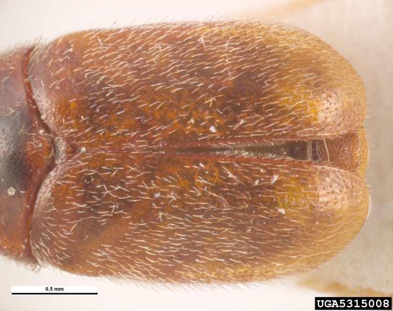 khapra beetle (Trogoderma granarium Everts, 1898)