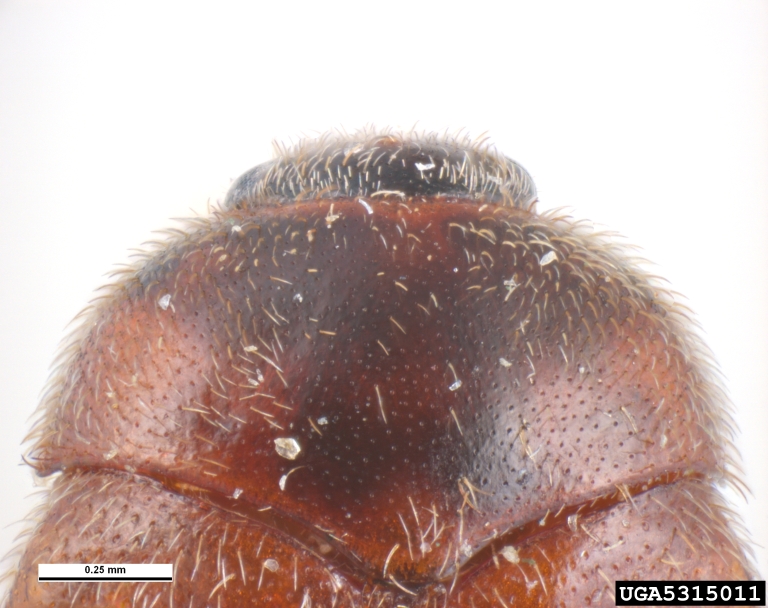 khapra beetle (Trogoderma granarium Everts, 1898)