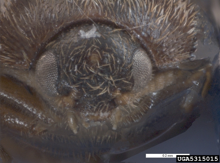 khapra beetle (Trogoderma granarium)