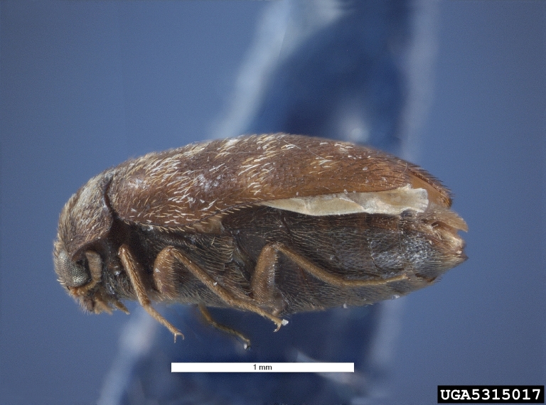 khapra beetle (Trogoderma granarium)