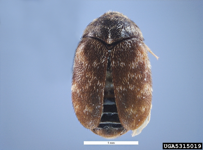 khapra beetle (Trogoderma granarium Everts, 1898)