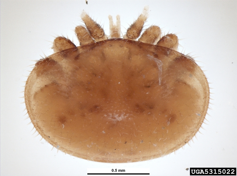 varroa mite (Varroa jacobsoni)