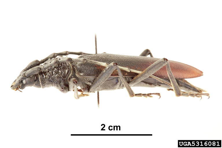great capricorn beetle (Cerambyx cerdo Linnaeus, 1758)