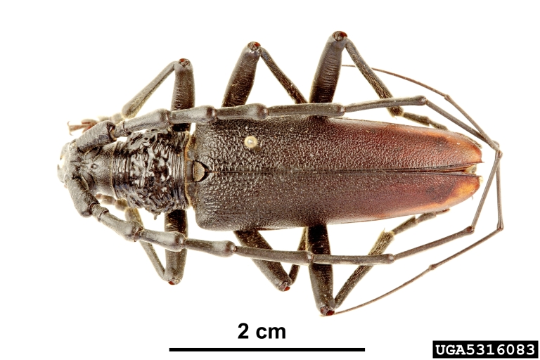 great capricorn beetle (Cerambyx cerdo Linnaeus, 1758)