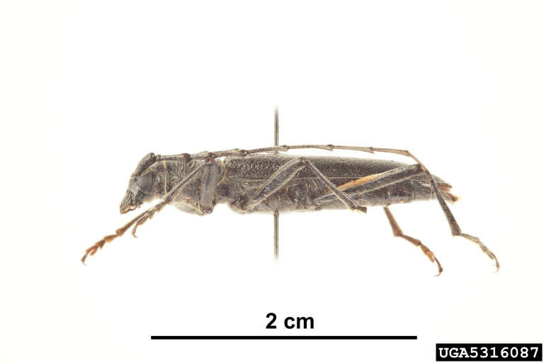 capricorn beetle (Cerambyx scopolii Fuesslins, 1775)