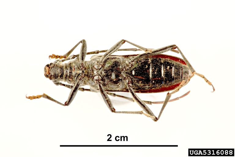 capricorn beetle (Cerambyx scopolii)