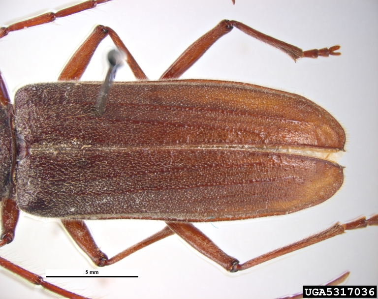 kulsi teak borer (Stromatium barbatum (Fabricius, 1775))