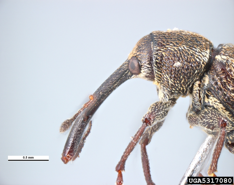 strawberry blossom weevil (Anthonomus bisignifer)