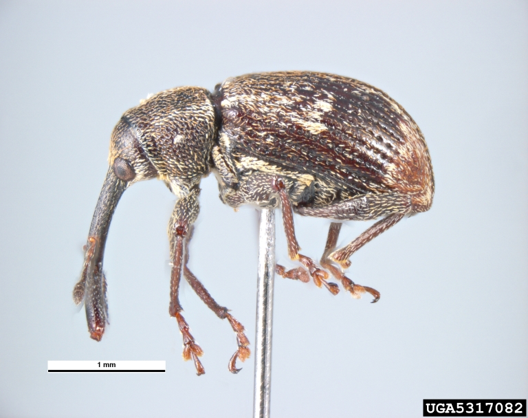 strawberry blossom weevil (Anthonomus bisignifer)