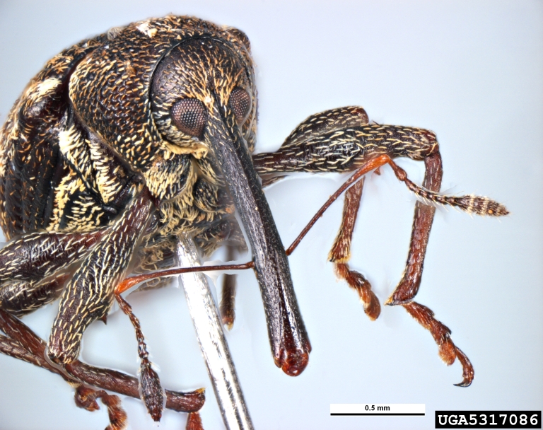 strawberry blossom weevil (Anthonomus bisignifer)