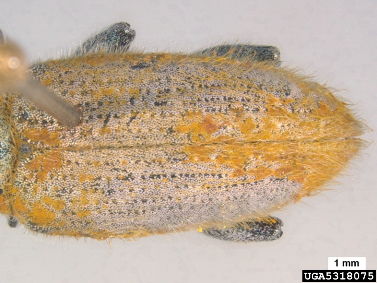 gold-dust weevil (Hypomeces squamosus (Fabricius, 1792))