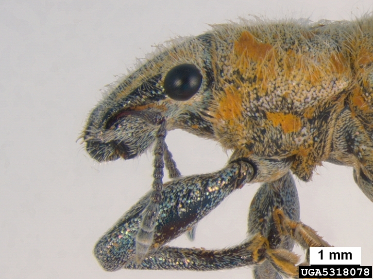 gold-dust weevil (Hypomeces squamosus)