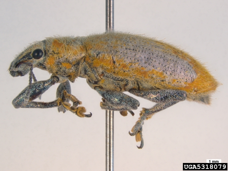 gold-dust weevil (Hypomeces squamosus (Fabricius, 1792))