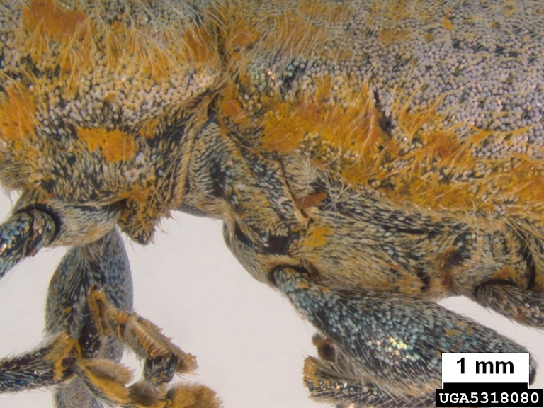 gold-dust weevil (Hypomeces squamosus (Fabricius, 1792))
