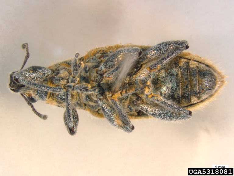 gold-dust weevil (Hypomeces squamosus)