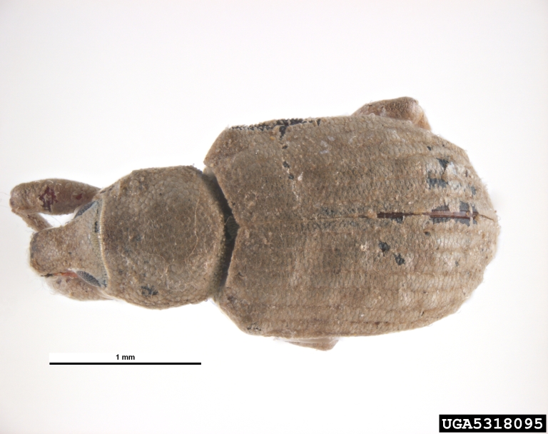 rice water weevil (Lissorhoptrus oryzophilus Kuschel, 1952)