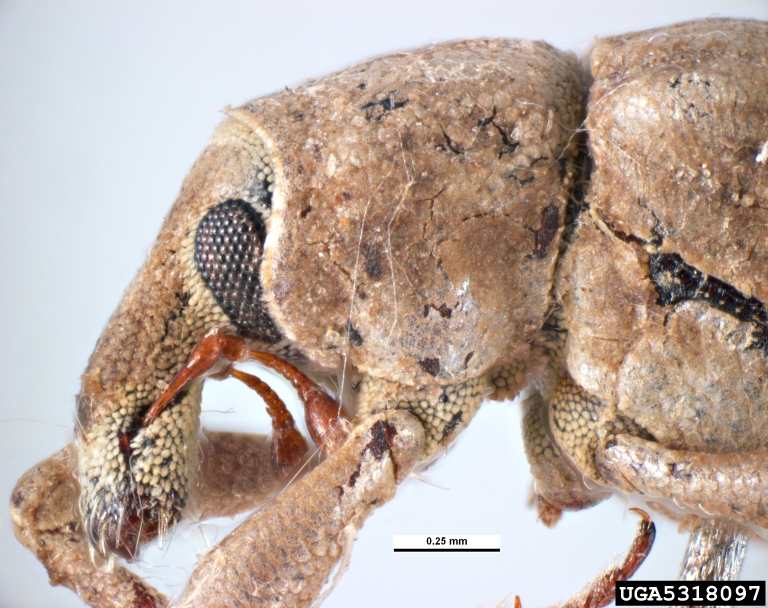 rice water weevil (Lissorhoptrus oryzophilus Kuschel, 1952)