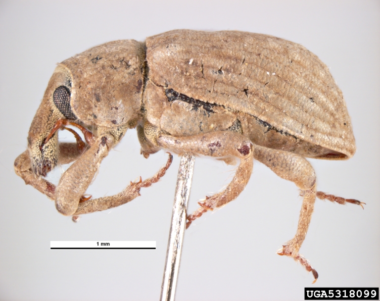 rice water weevil (Lissorhoptrus oryzophilus Kuschel, 1952)