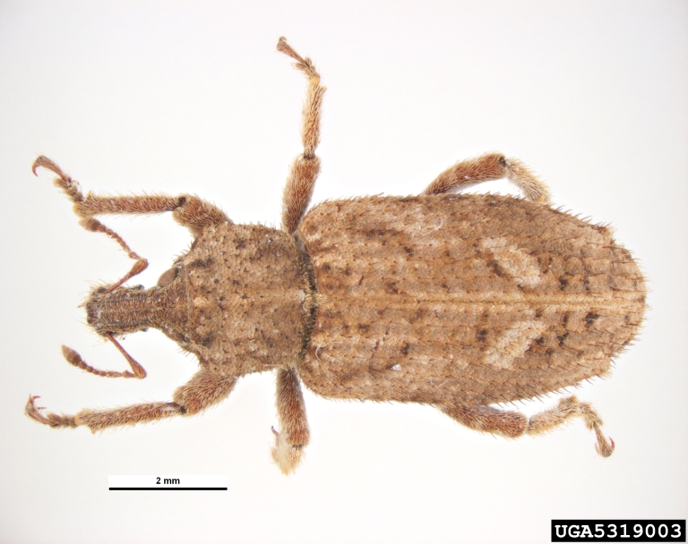 vegetable weevil (Listroderes difficilis)