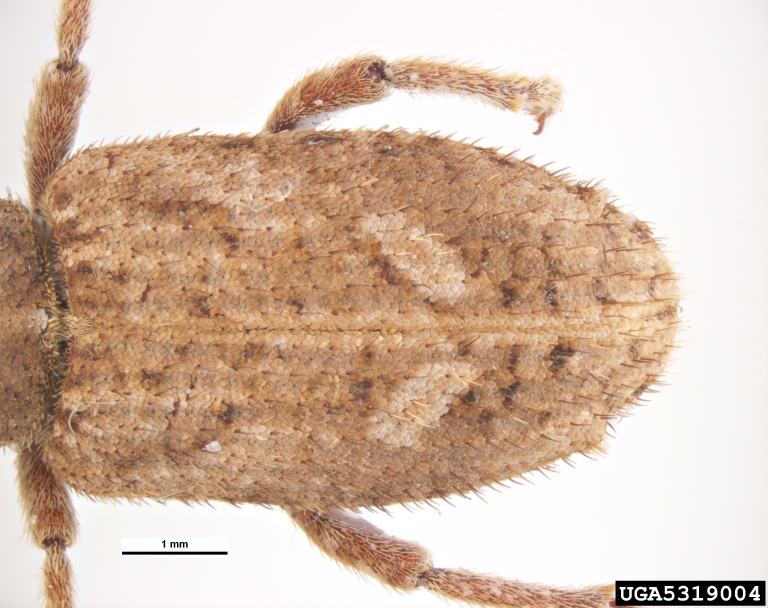 vegetable weevil (Listroderes difficilis Germain, 1895)
