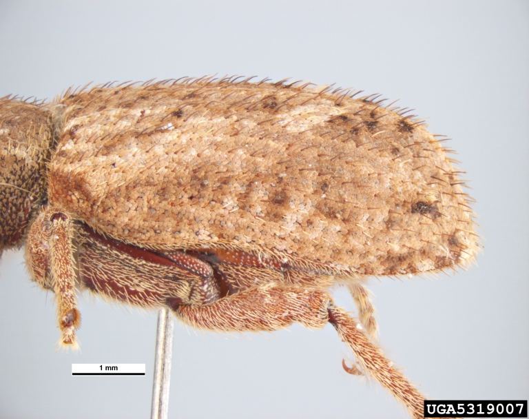 vegetable weevil (Listroderes difficilis)