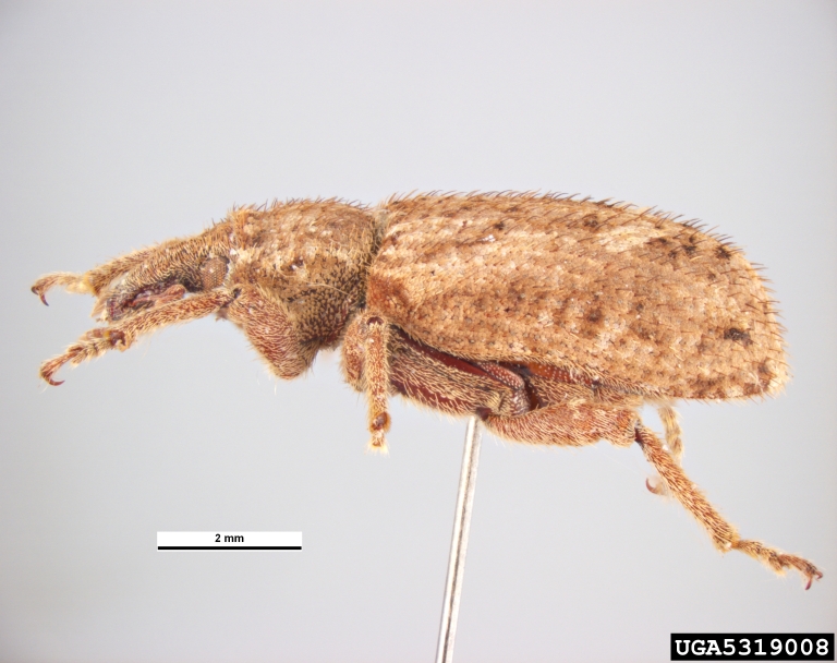 vegetable weevil (Listroderes difficilis Germain, 1895)