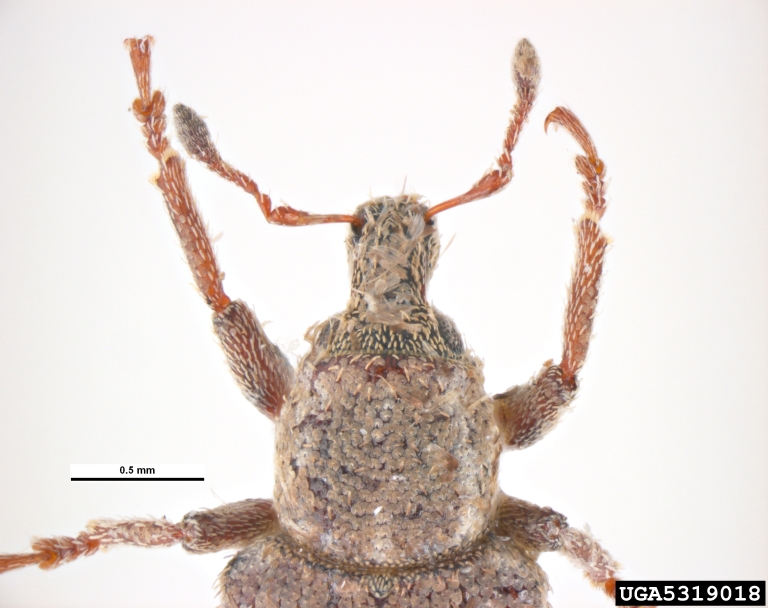 Argentine stem weevil (Listronotus bonariensis (Kuschel, 1955))