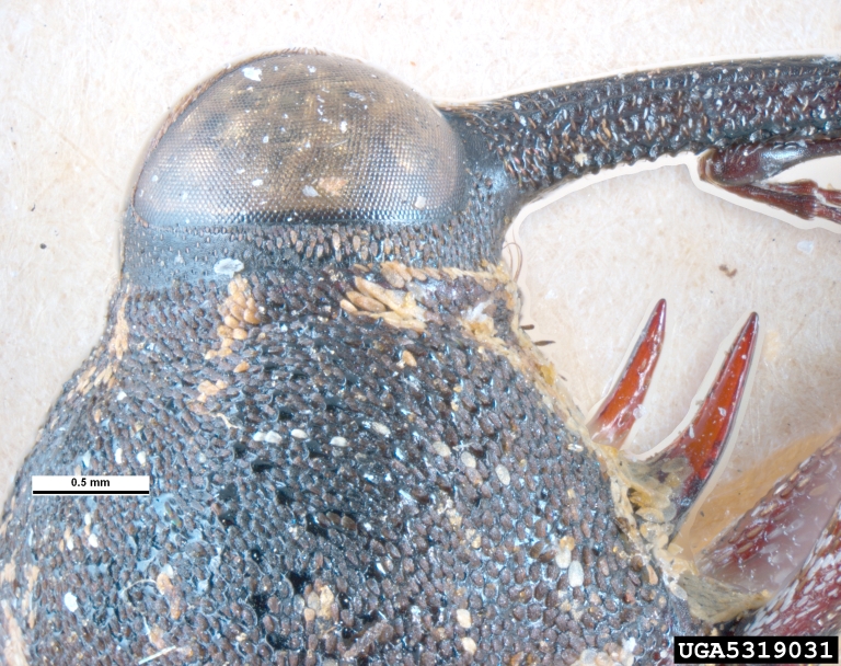 Mecopus weevil (Mecopus tipularis)